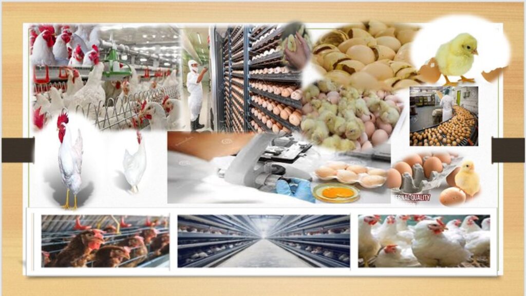 Eggonomics 101: Cracking the Code to Layer Farm Profits - Free Online ...