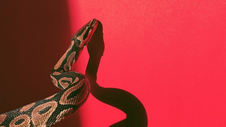 Professional Diploma in Python Development - Free Online Courses with ...