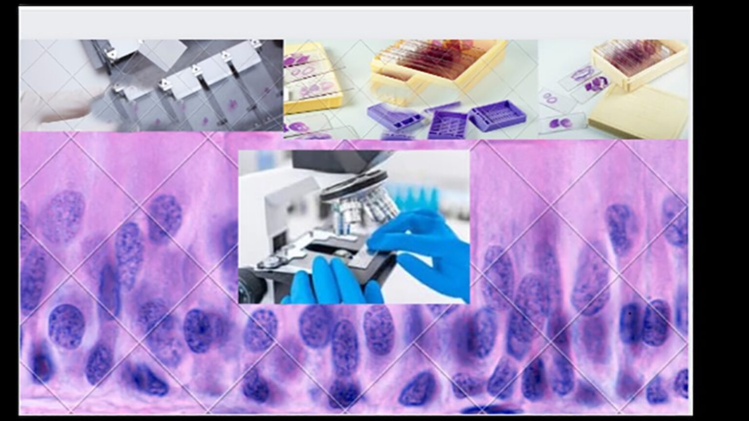 histology fundamentals for medical students - Free Online Courses with ...