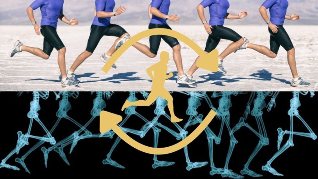 Gait Cycle: Understand The Biomechanics Of Walking & Running - Free ...