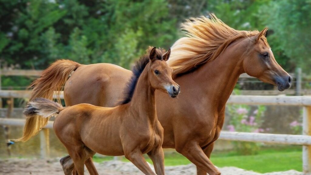 Economics and Horses, Sunshine and Summer - Free Online Courses with ...