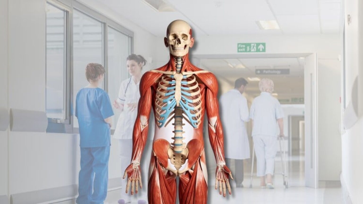 Human Anatomy & Physiology: Structural Organization of Body - Free ...