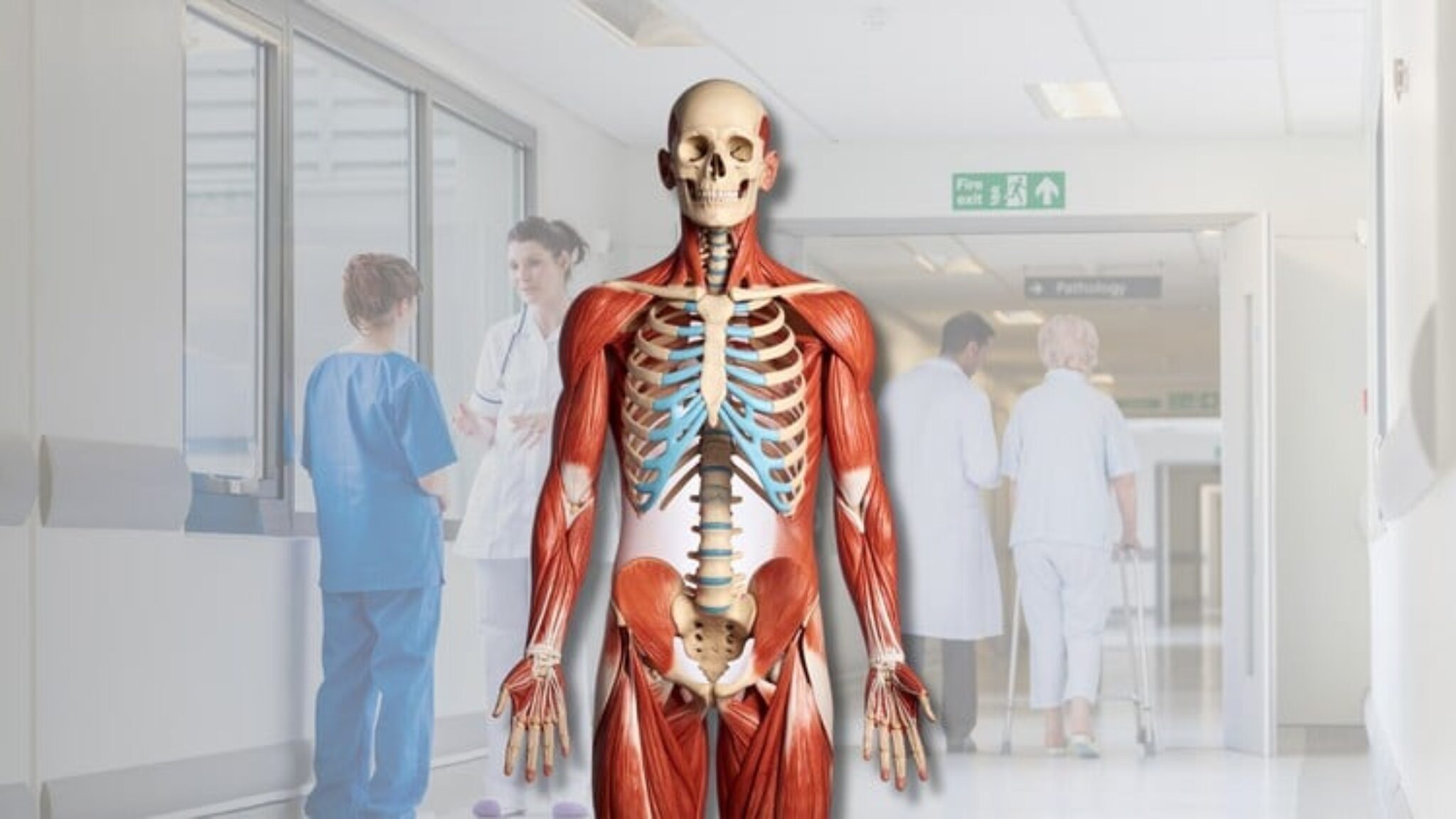 Human Anatomy & Physiology: Structural Organization of Body - Free ...